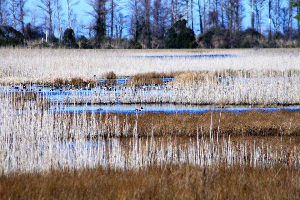 Race Across the Lake- Hyde County Hotline - Hyde County Hotline, Inc